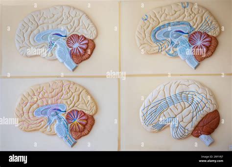 Model Of The Human Brain For Teaching In The Medical Class The