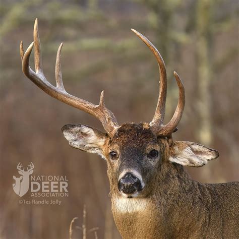 Wrecked Racks Photographer Shares The Wildest Deer Antlers