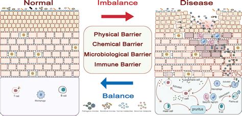 Frontiers Topical Drug Delivery Strategies For Enhancing Drug