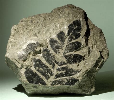 Fossils In Sedimentary Rocks