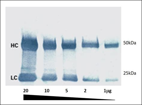 Chromogenic Detection For Western Blot Ihc And Elisa