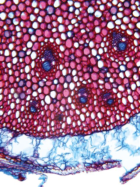 Monocots Database Of Anatomical Images