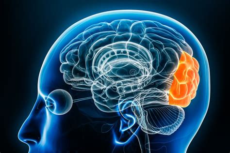 Human Brain Cerebral Or Neuronal Activity Concept Science Cognition