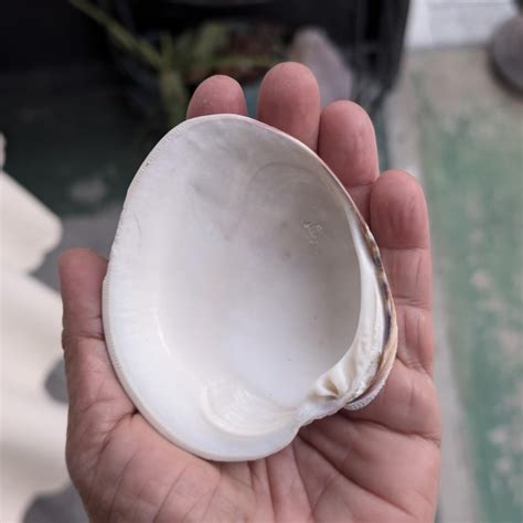 Quahog Shell Etsy