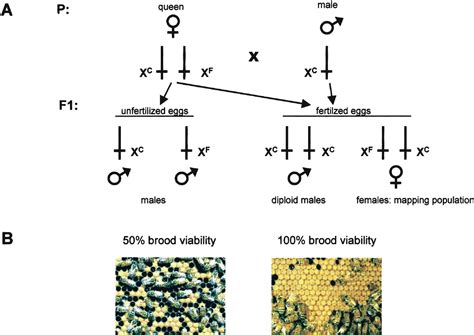 The Gene Csd Is The Primary Signal For Sexual Development In The