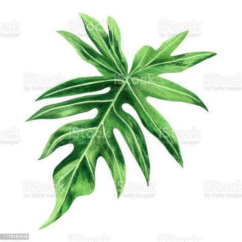 수채화 그림 녹색 잎 흰색 배경에 고립 된 야자수 잎 수채화 손으로 그린 그림 열대 벽지 나무 정글 하와이 스타일 패턴알로하 이국적인 잎 클리핑 경로 포함 0명에 대한 스톡