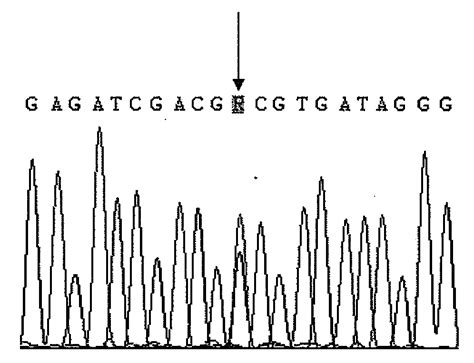 Cyp2d6 Gene Segment Containing 3181a G Mutation Coded Protein Fragment