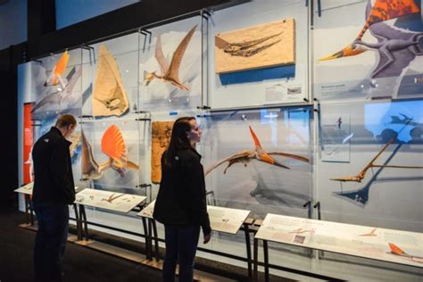 Take The Train Pterosaurs At The Natural History Museum The La Beat