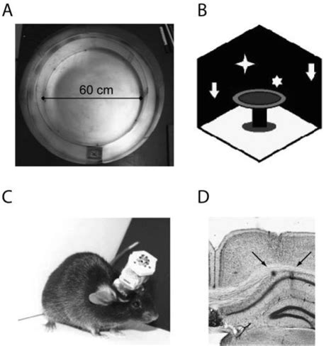 Figure 1 From Exploring The Triad Of Behaviour Genes And Neuronal