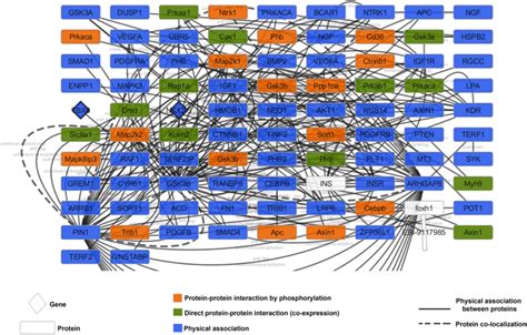 Protein Protein Interaction Data Were Analyzed By Molecular Interaction Download Scientific