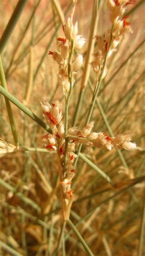 مشاهدة Panicum Turgidum Forssk Anatas ٨ يوليو ٢٠٢٢ World Flora Pl Ntnet Identify