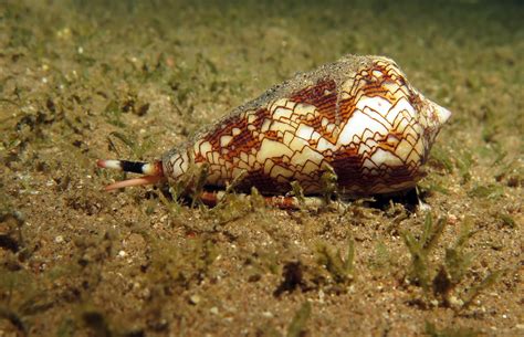 The Worlds Deadliest Animals To Watch Out For