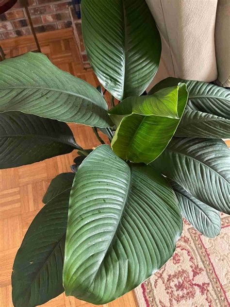 Peace Lily Plant Varieties At Louise Costa Blog