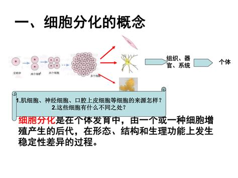 苏教版生物必修1第二节《细胞的分化、衰老和凋亡》课件1下载 生物学 21世纪教育网