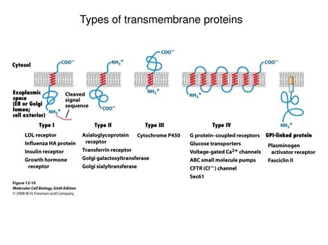 Ppt Lecture 20 Protein Targeting Powerpoint Presentation Free