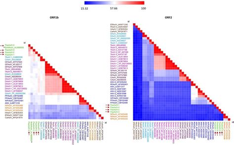 Colour Coded Pairwise Identity Matrix Generated From Complete Orf1b And