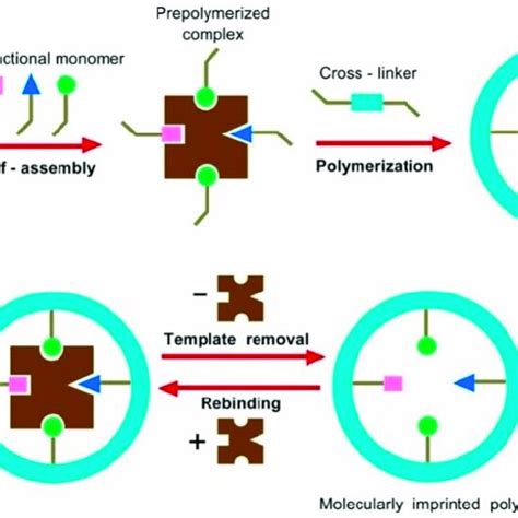 Schematic Diagram Of Synthesis Of Molecularly Imprinted Polymers