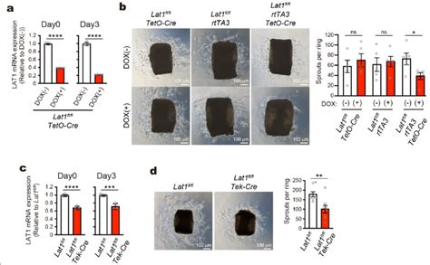 Suppression Of Endothelial Sprouting In Aortic Ring Assay By Genetic Download Scientific