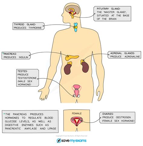 Hormones In Humans Cambridge Cie Igcse Biology Revision Notes 2021
