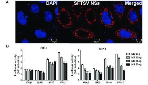 Sftsv Nss Is A Potent Ifn Antagonist A Hek293t Cells Were Download Scientific Diagram