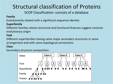 Ppt Protein Structure Classification Powerpoint