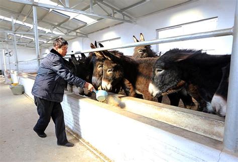 孝義肉驢養殖成農民增收新渠道 每日頭條
