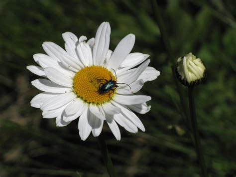 Navadna Ivanjščica Leucanthemum Ircutianum Damijan P Flickr