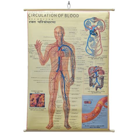Buy Circulation Of Blood Chart Laminated Wall Chart Size 100x75 Cm