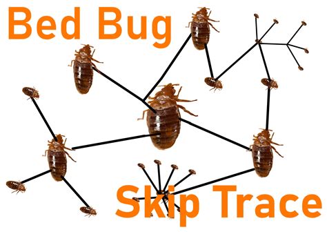 Bed Bug Skip Tracing Phoenix Pest Control