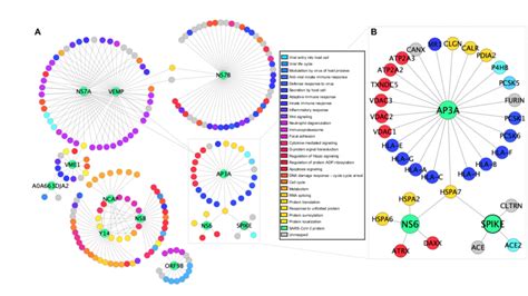 The Predicted Sars Cov 2 Vs Human Interactome Go Terms Are
