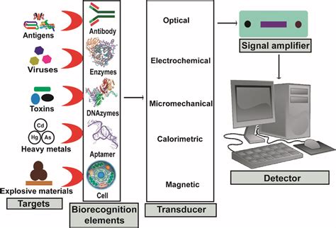 Illustrated Scheme Of A Biosensor And Its Fundamental Components