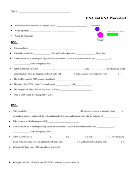DNA And RNA Worksheet Structure Function