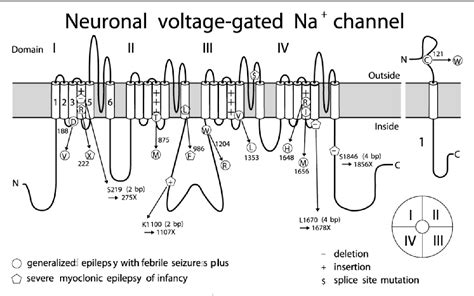 Figure From Ion Channels And Epilepsy Semantic Scholar