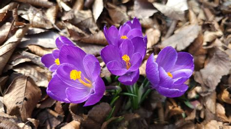 전경녕 크로커스 동네 어귀 빈터 낙엽을 뚫고 올라오다 거름이 좋은지 꽃이 크고 튼실합니다