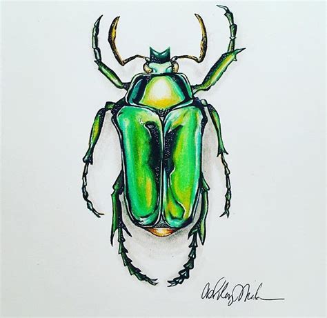 June Bug Drawing At Explore Collection Of June Bug Drawing