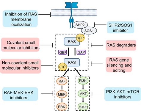 Ras Signaling Pathways With Targeting Strategies Ras Mutations Mainly Download Scientific