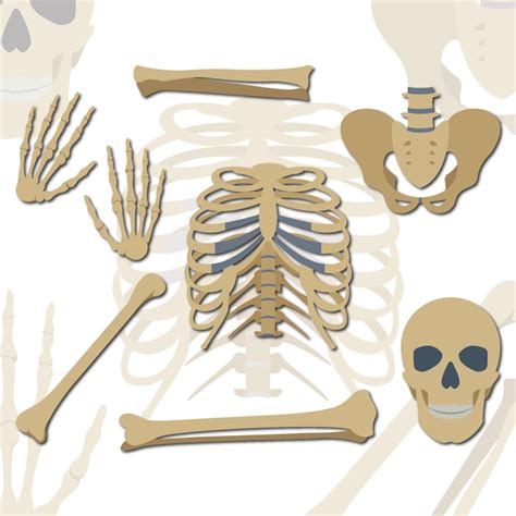Premium Vector Vector Realistic Human Skeleton Parts Set