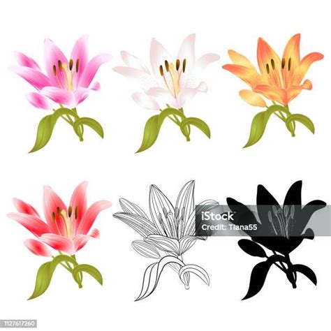 릴리 꽃 4 분홍색 흰색 노란색 빨간색 윤곽선 및 흰색 배경 빈티지 벡터 그림 편집에 실루엣 나리속 Candidum 줄기 0명에 대한 스톡 벡터 아트 및 기타 이미지