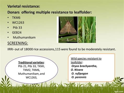Breeding For Major Insect Pests Resistance In Rice Pdf
