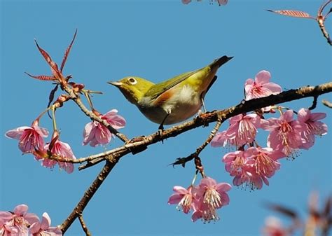 红胁绣眼鸟 版纳植物园内的珍稀濒危动物 iNaturalist