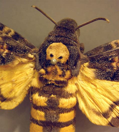 Lifeform Of The Week Deaths Head Hawkmoth Earth Earthsky