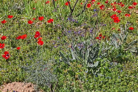 야생 붉은 말미잘 꽃이 초원의 푸른 잔디 사이에 피어납니다 국립 공원 보호 구역의 화려한 봄 개화 풍경 남부 이스라엘 0명에 대한 스톡 사진 및 기타 이미지 Istock