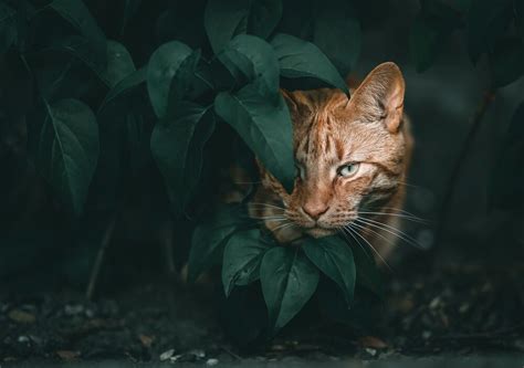 Обои на рабочий стол Рыжая кошка в зеленой листве фотограф Aneta Rog обои для рабочего стола