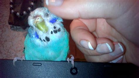 თუთიყუში ჭიჭიკო Youtube