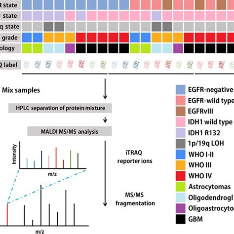 experimental design and proteomic analysis process both egfr‐negative