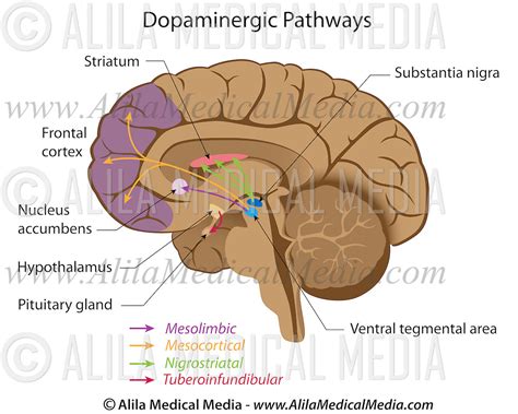 Mesotelencephalic Dopamine System