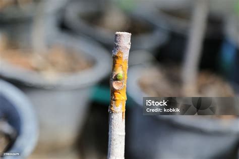 Fig Tree Plant Budding Budding And Grafting Technique Are Similar For Plant Propagation