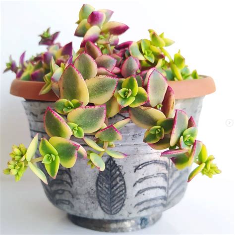 Calico Kitten Crassula Pellucida Variegata Variegated Succulent Live