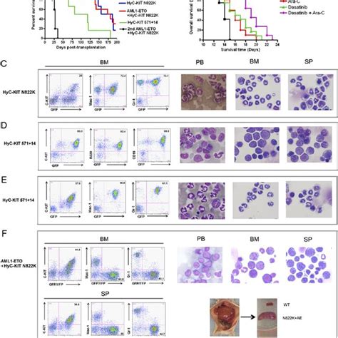 Pdf C Kit Mutation Cooperates With Full Length Aml1 Eto To Induce Acute Myeloid Leukemia In Mice