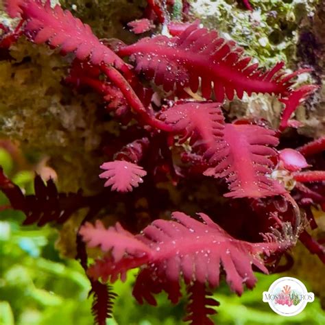 Red Fern Macroalgae Haliptilon Sp Mosaicmacros